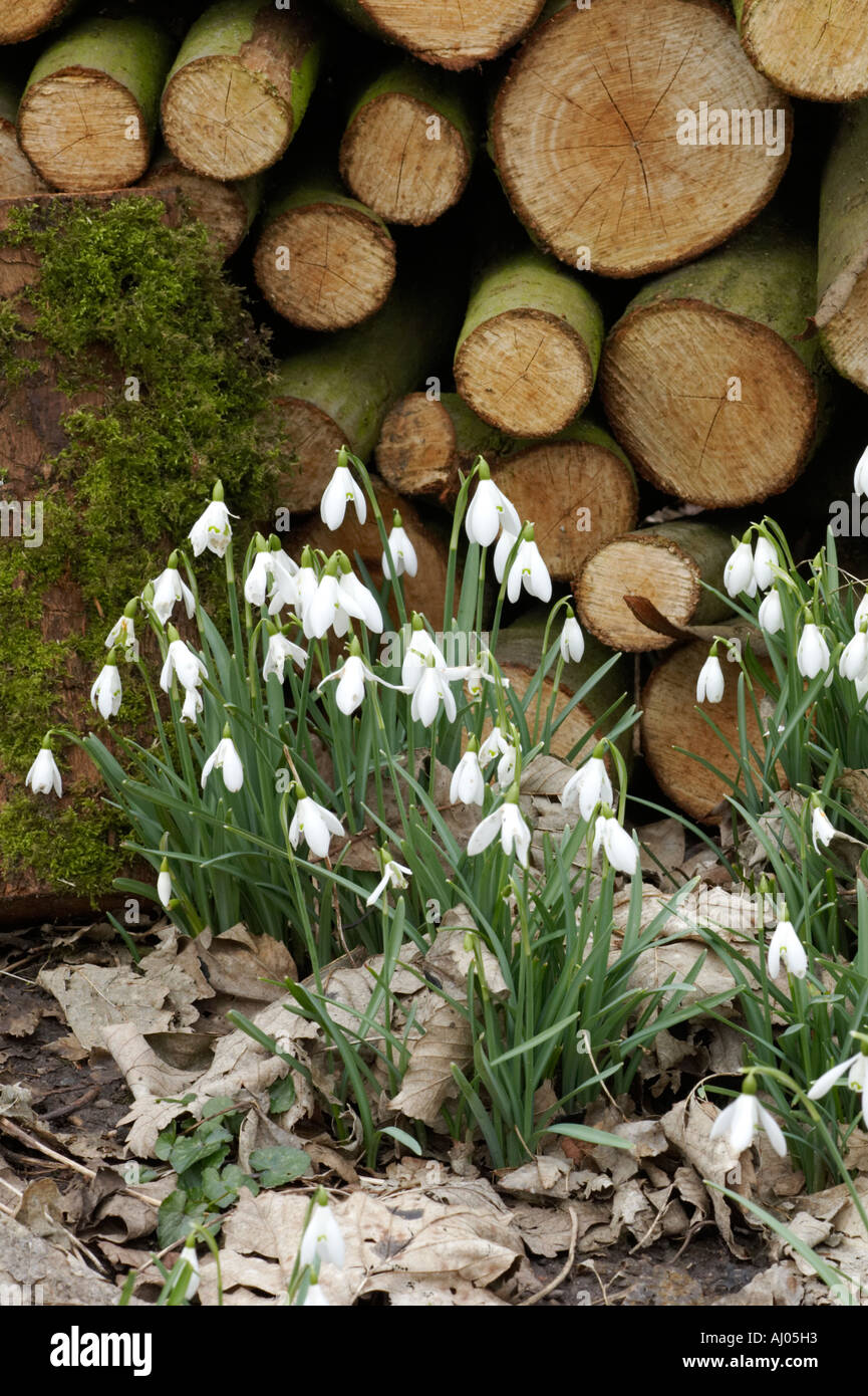 Planting swathe hi-res stock photography and images - Alamy