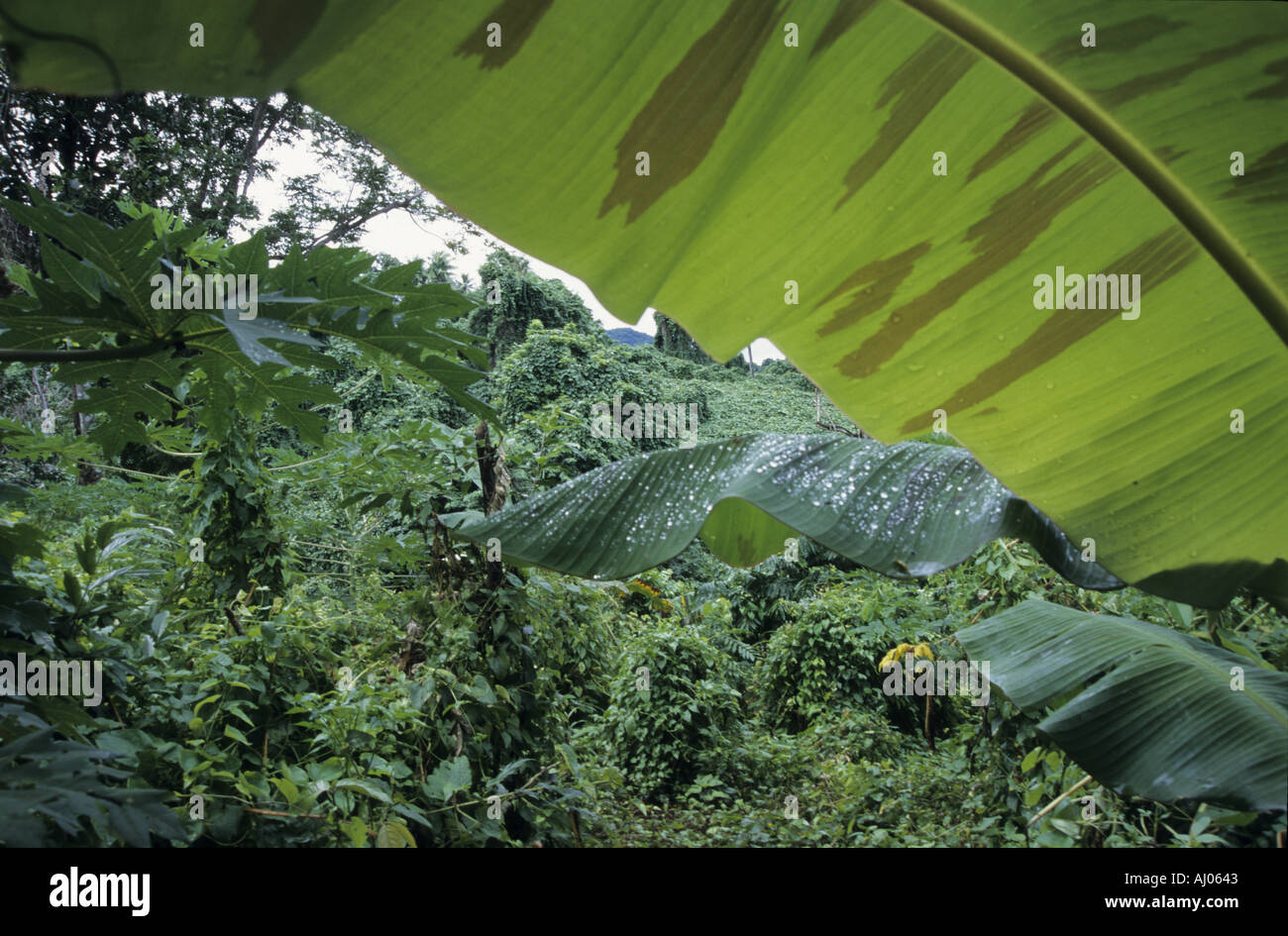 Vanuatu Pentecost Island Banana Tree Green Leaves And The Jungle Near ...