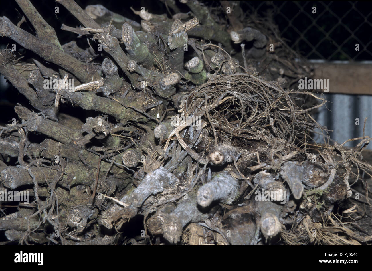 Kava roots (Piper Methysticum), close-up, Port Vila, Vanuatu Stock ...