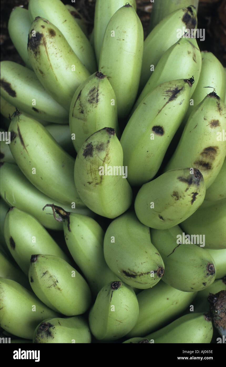 Banana bunches for sale at a market at Port Vila, Efate, Vanuatu Stock ...