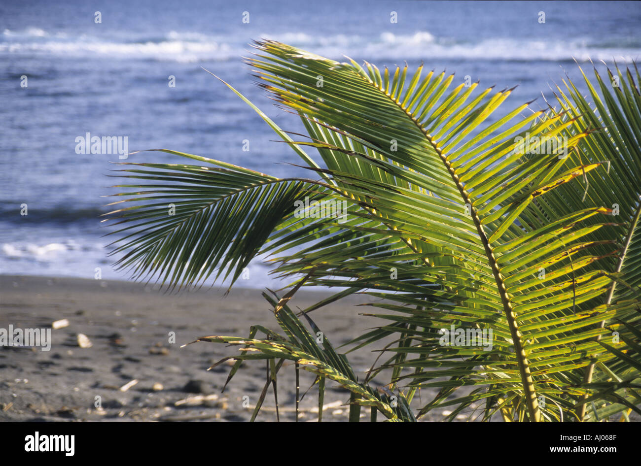 Vanuatu Tanna Island Palm Tree Leaves At Sunset On White Sands Beach ...