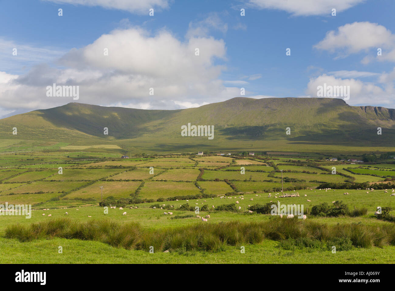 Sheep farming Lispole Dingle Peninsula County Kerry Ireland Stock Photo ...