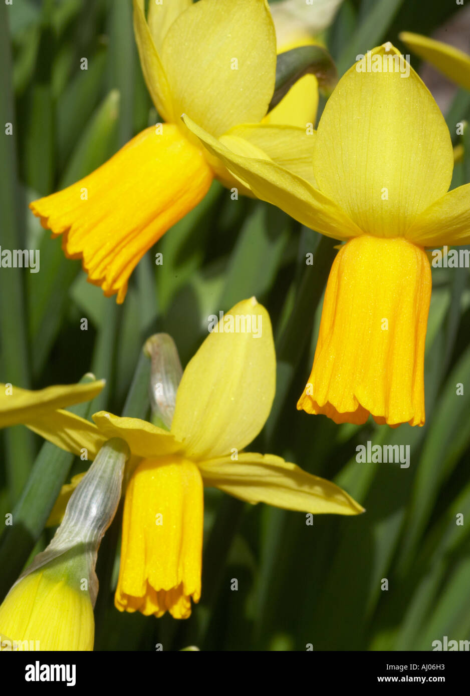 Holehird Jet Fire Daffodil Stock Photo - Alamy