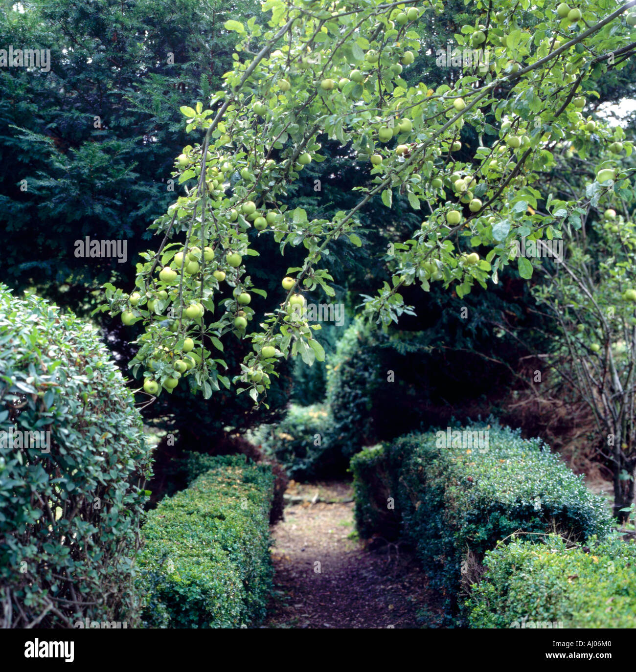 apple tree in a large garden overhanging a path with fruit Stock Photo ...