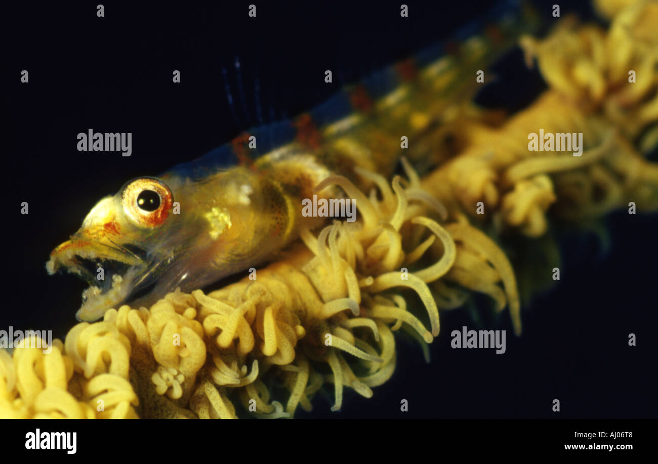 Cirripathes anguina bryaninops yongei hi-res stock photography and ...