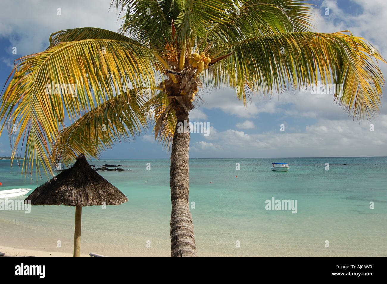 Palm tree and umbrella, North Beach, Mauritius Stock Photo - Alamy