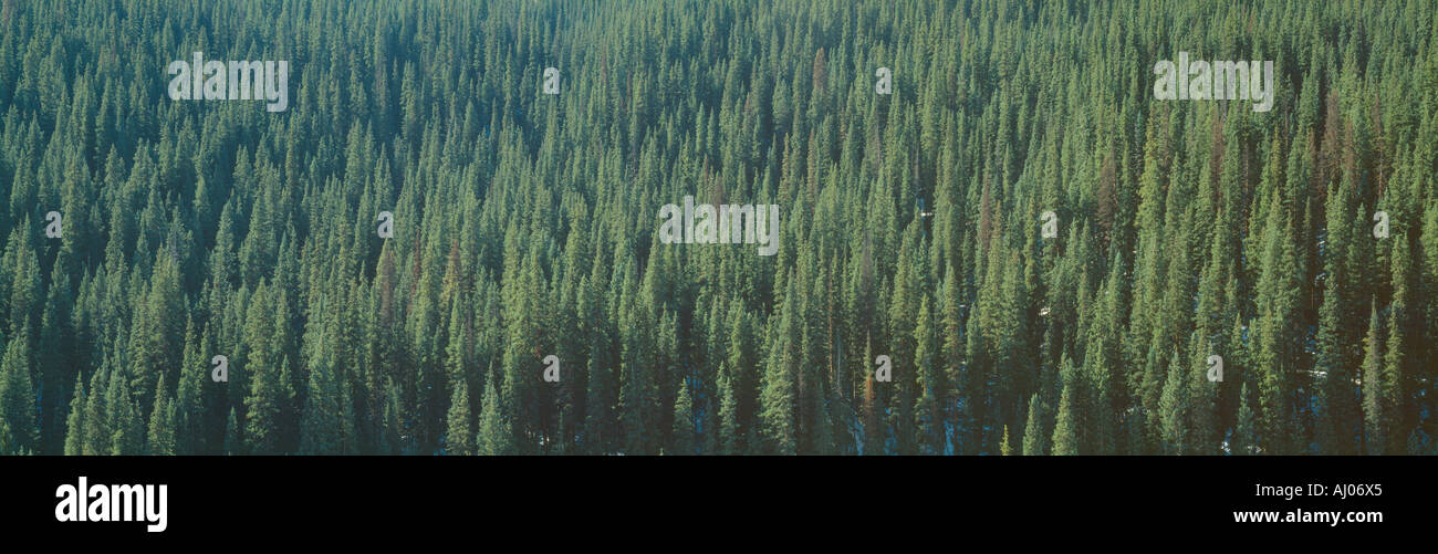 Forest of Pine Trees Colorado Stock Photo - Alamy
