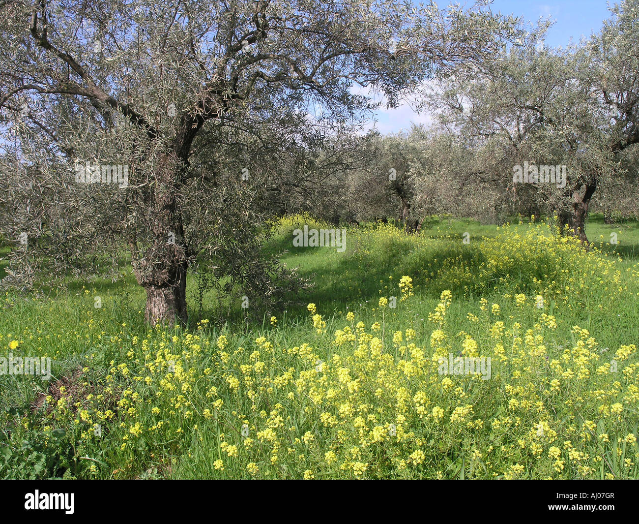 Greek wild flowers olive tree hi-res stock photography and images - Alamy