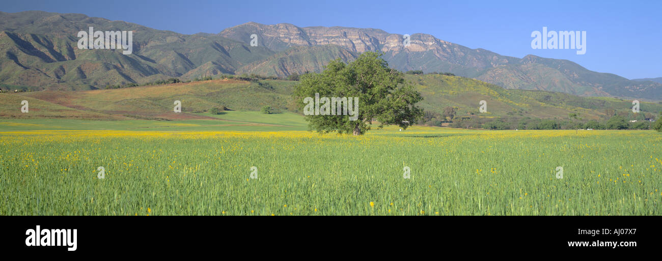 California oak tree in mustard hi-res stock photography and images - Alamy