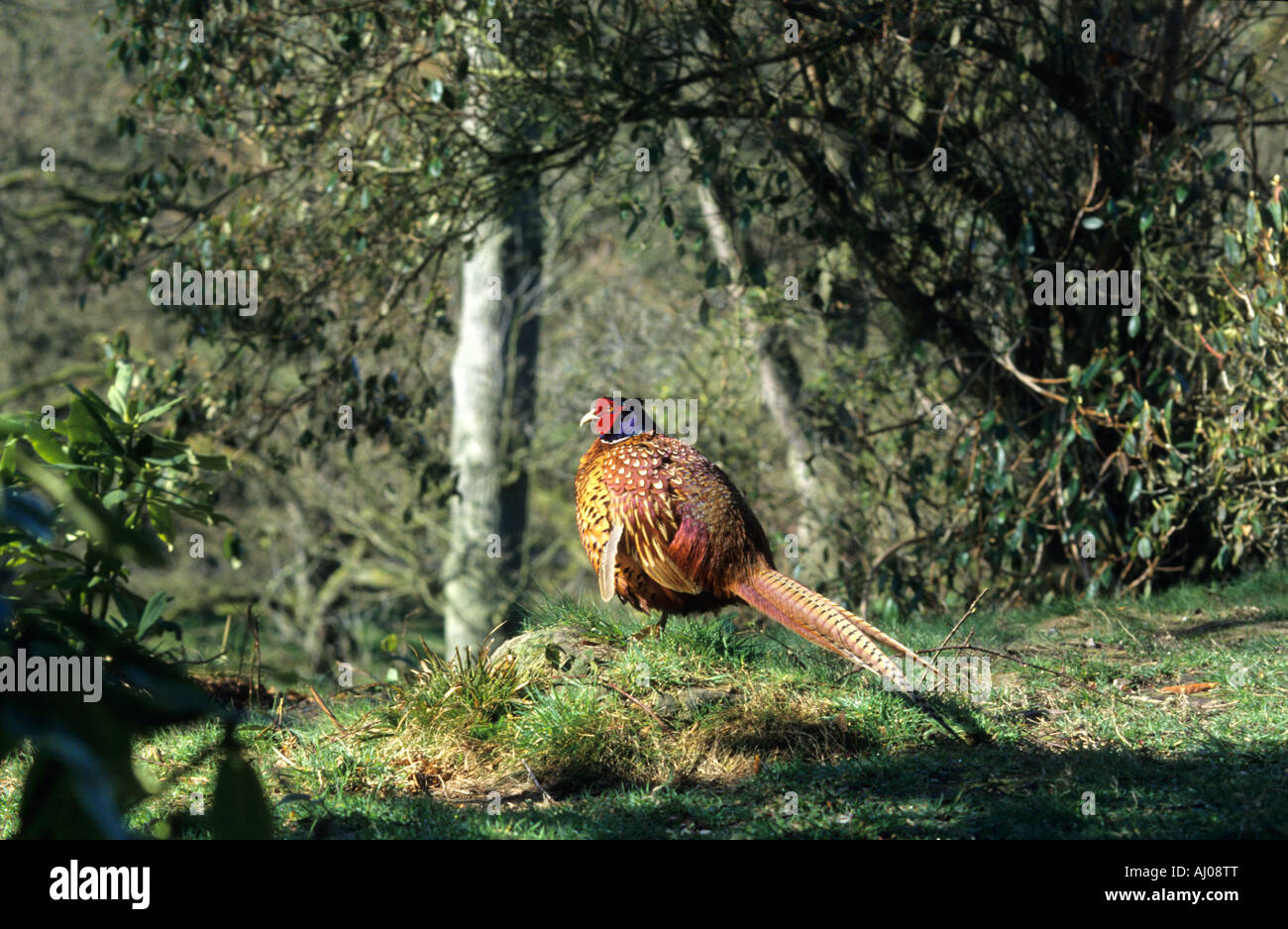 male pheasant in woodland Stock Photo - Alamy