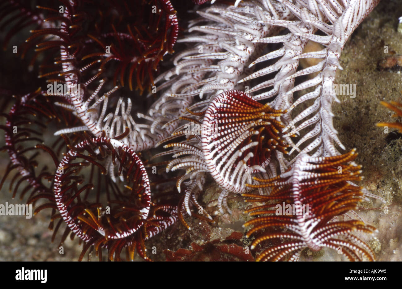 Curling arms of a crinoid (possibly Lamprometra sp Stock Photo - Alamy