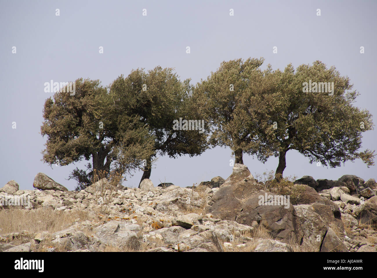 DSC01682,olive trees,mount arbel Stock Photo - Alamy