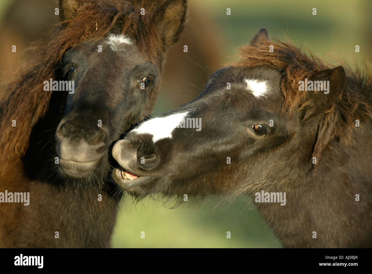 Icelandic Horse Islandpferd Islandpony Stock Photo - Alamy