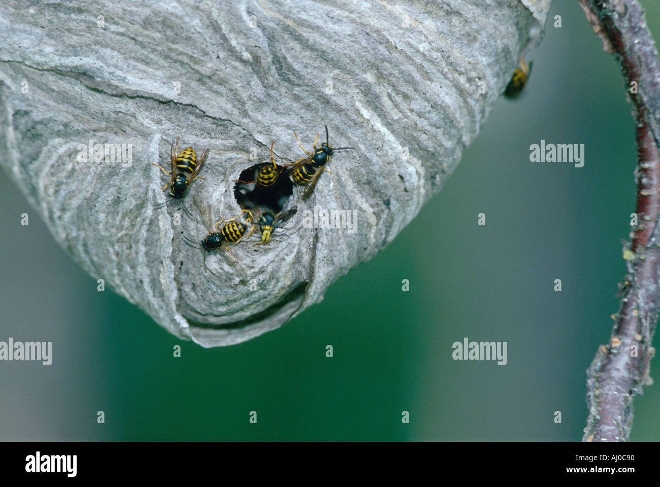 Small hornets nest hi-res stock photography and images - Alamy