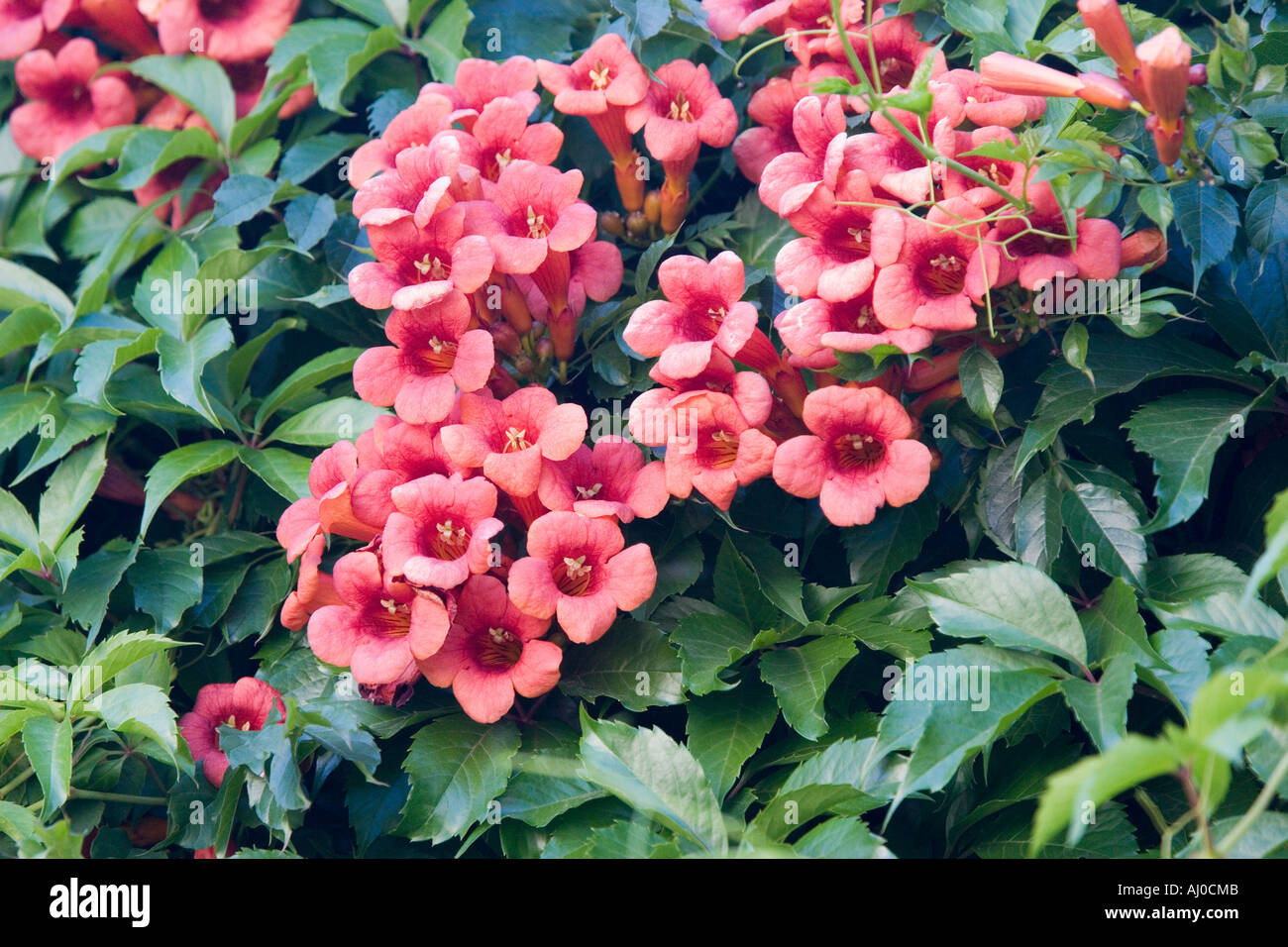 Bignonia growing over doorway in Uzes, Gard, France. June, 2006 Stock ...