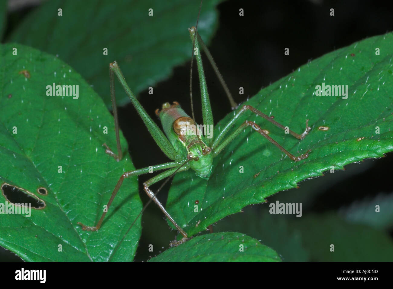 Speckled bush cricket Leptophyes punctatissima. Somerset. England Stock ...