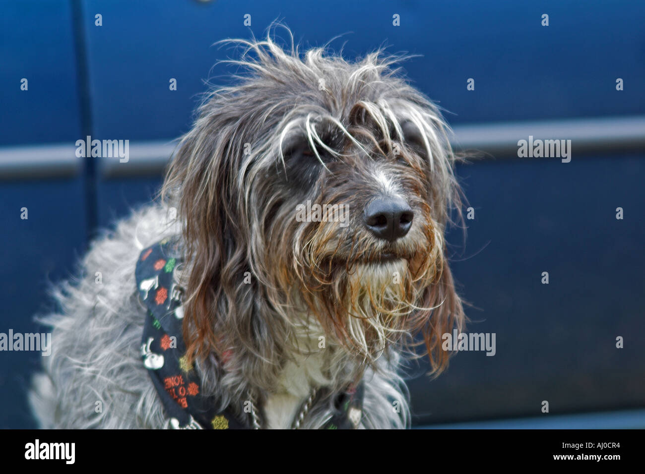 Dog. Somerset. England Stock Photo - Alamy