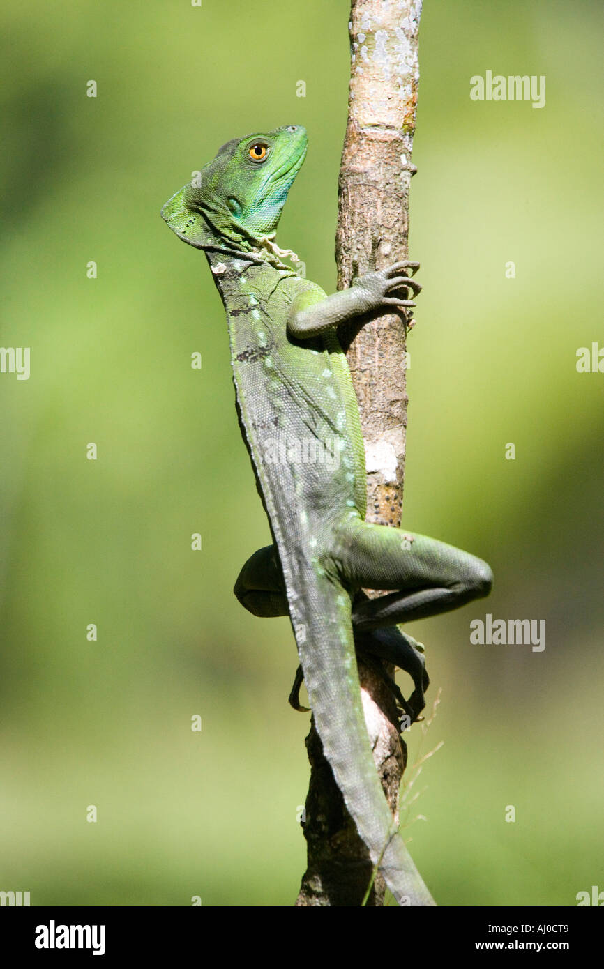 A female Jesus Christ Lizard in Tortuguero National Park, Costa Rica ...