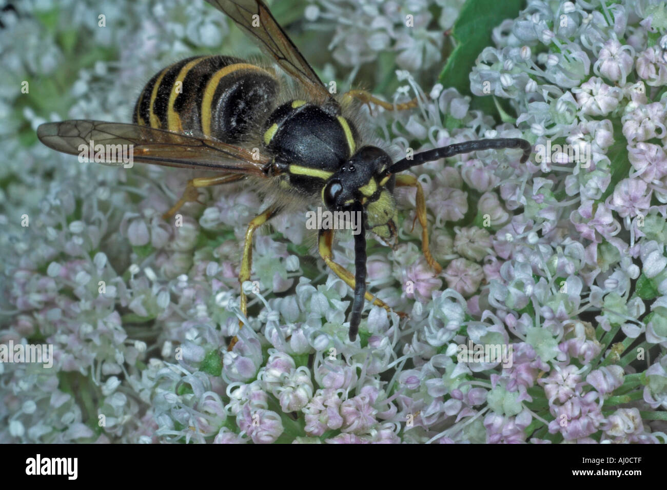 Wasp. Somerset. England Stock Photo - Alamy