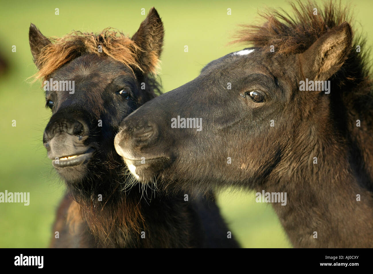 Icelandic Horse Islandpferd Islandpony Stock Photo - Alamy