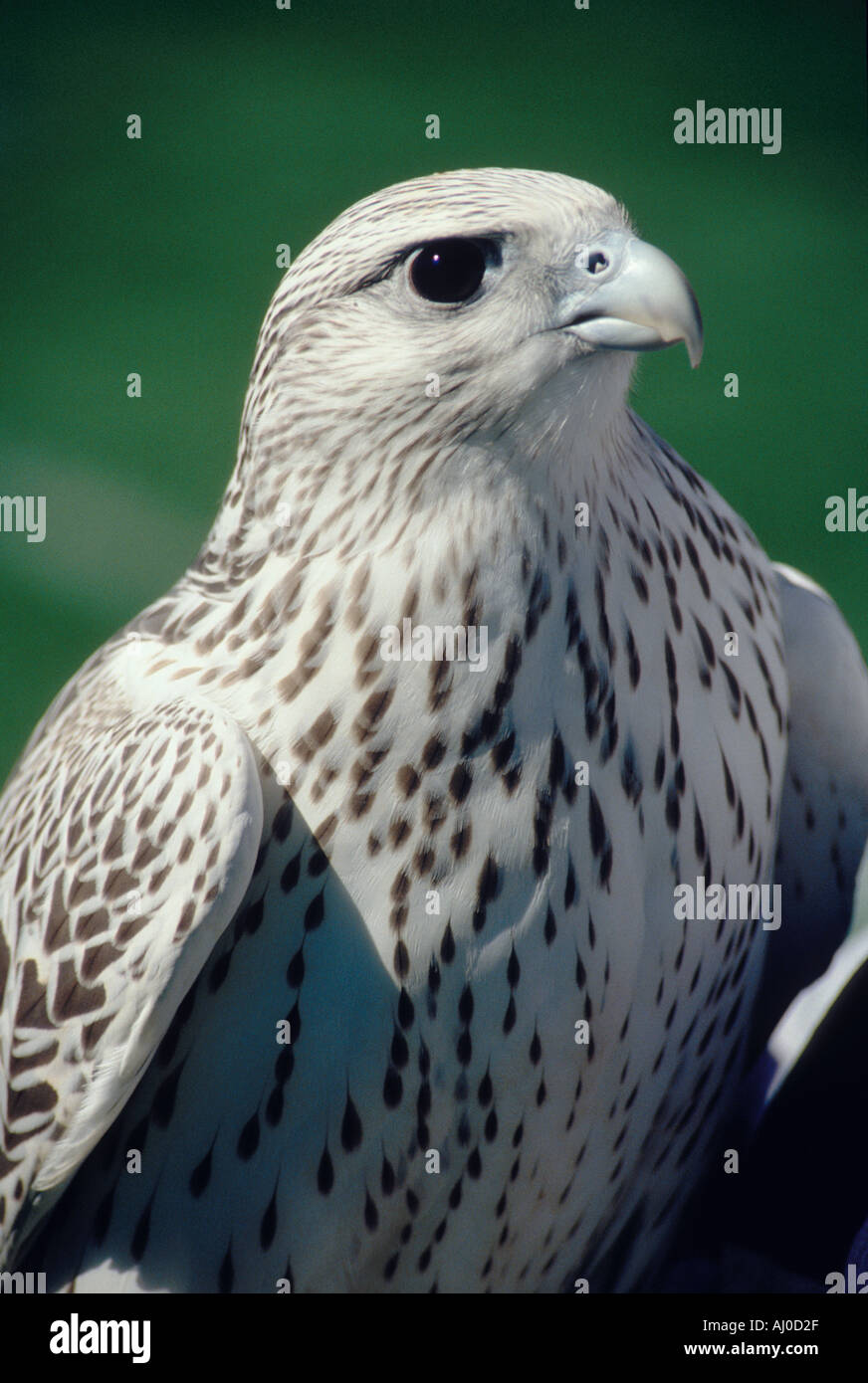 Portrait of a gryfalcon Air Force Academy mascot USAF Academy Colorado ...