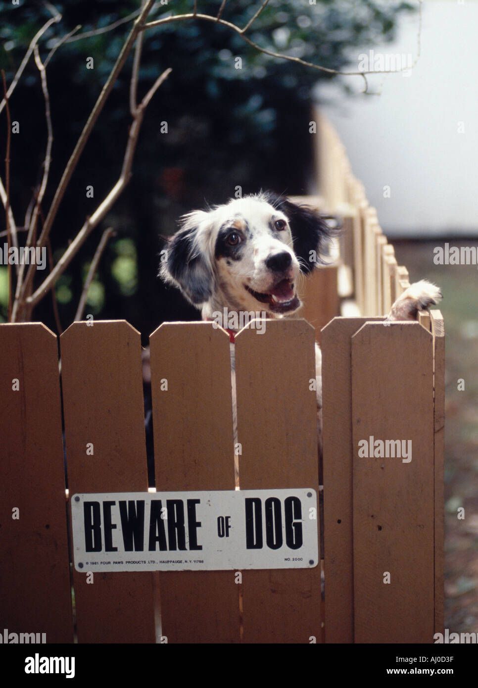 English Setter dog looks over a fence with a Beware of Dog sign in the ...