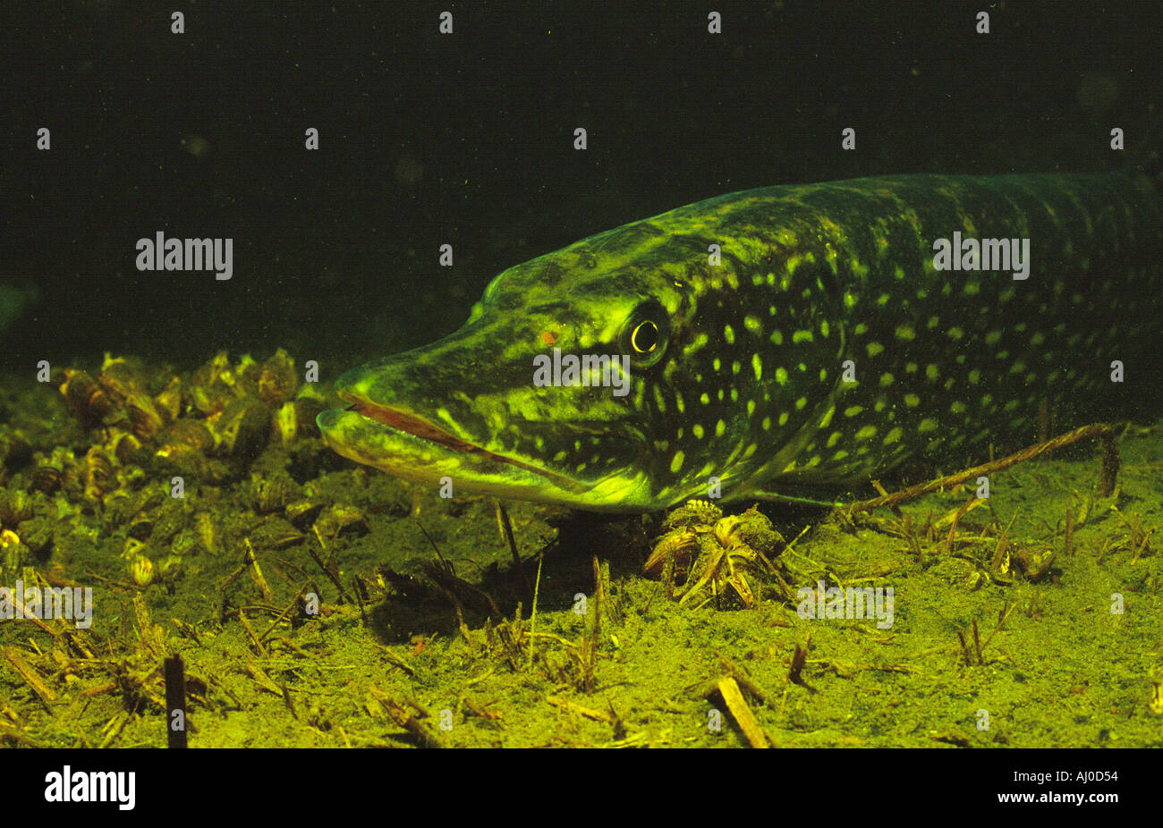 Pike dive hi-res stock photography and images - Alamy