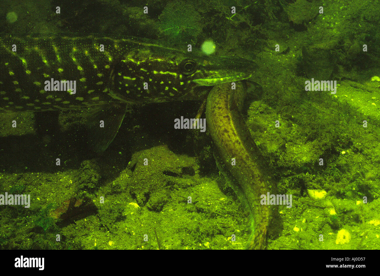Pike hunting under the water Stock Photo - Alamy