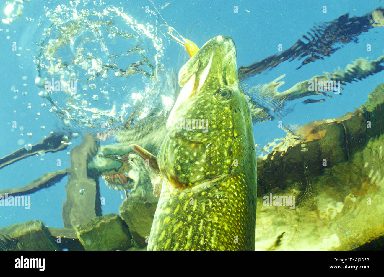 Pike under the water Stock Photo - Alamy