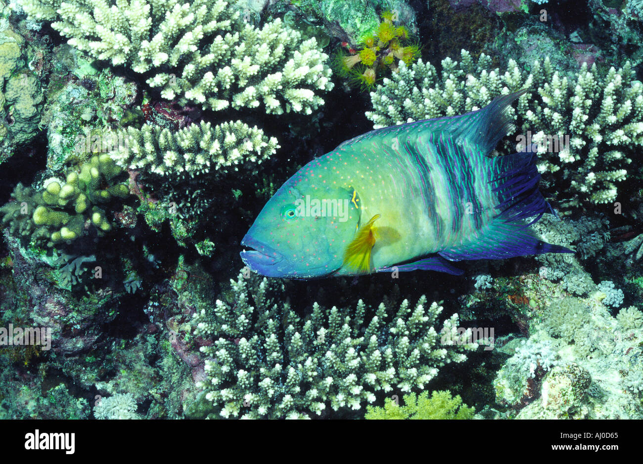 cheilinus lunulatus under the water Stock Photo - Alamy