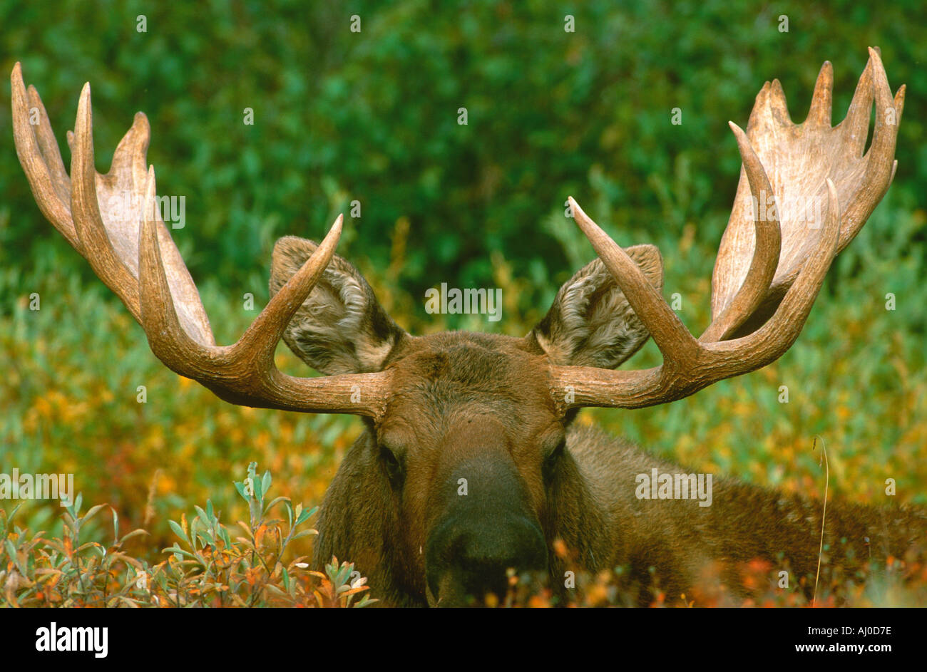 Cool as a moose hi-res stock photography and images - Alamy