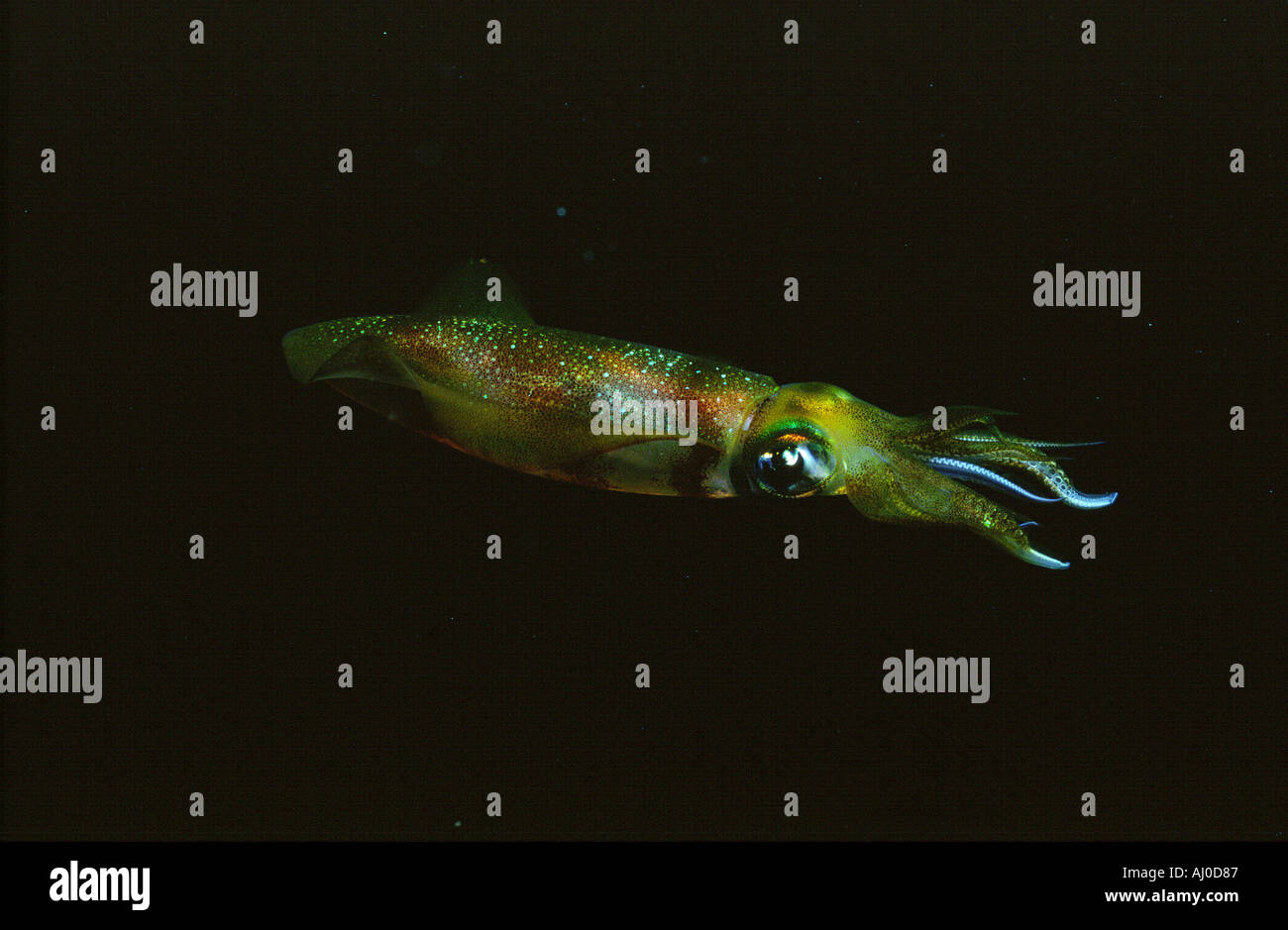 Common reef squid hi-res stock photography and images - Alamy