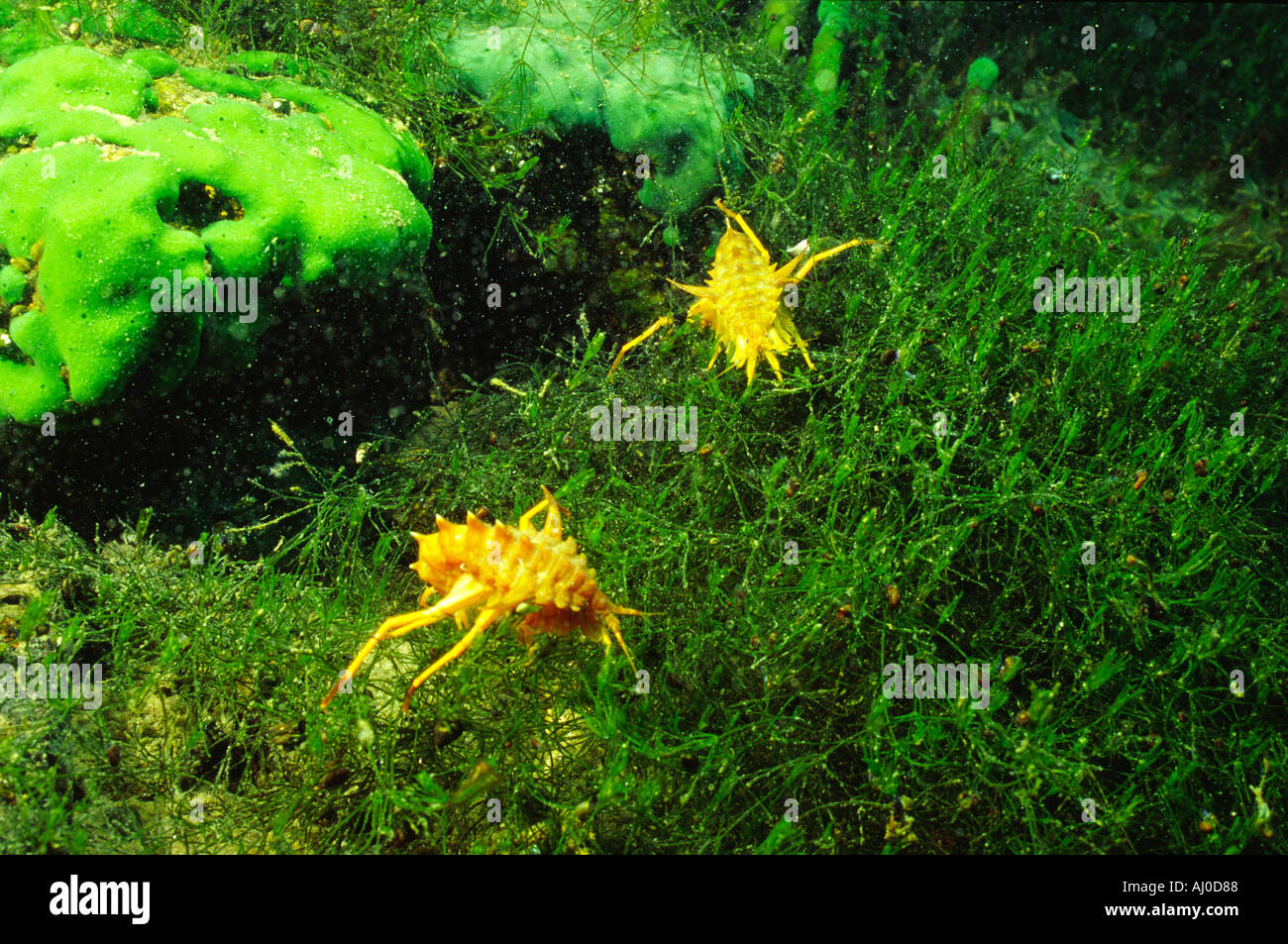 Scuds in the wild Stock Photo - Alamy