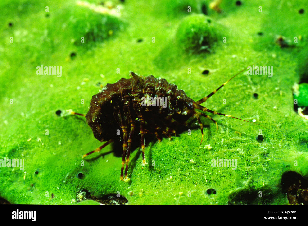 Scuds hi-res stock photography and images - Alamy