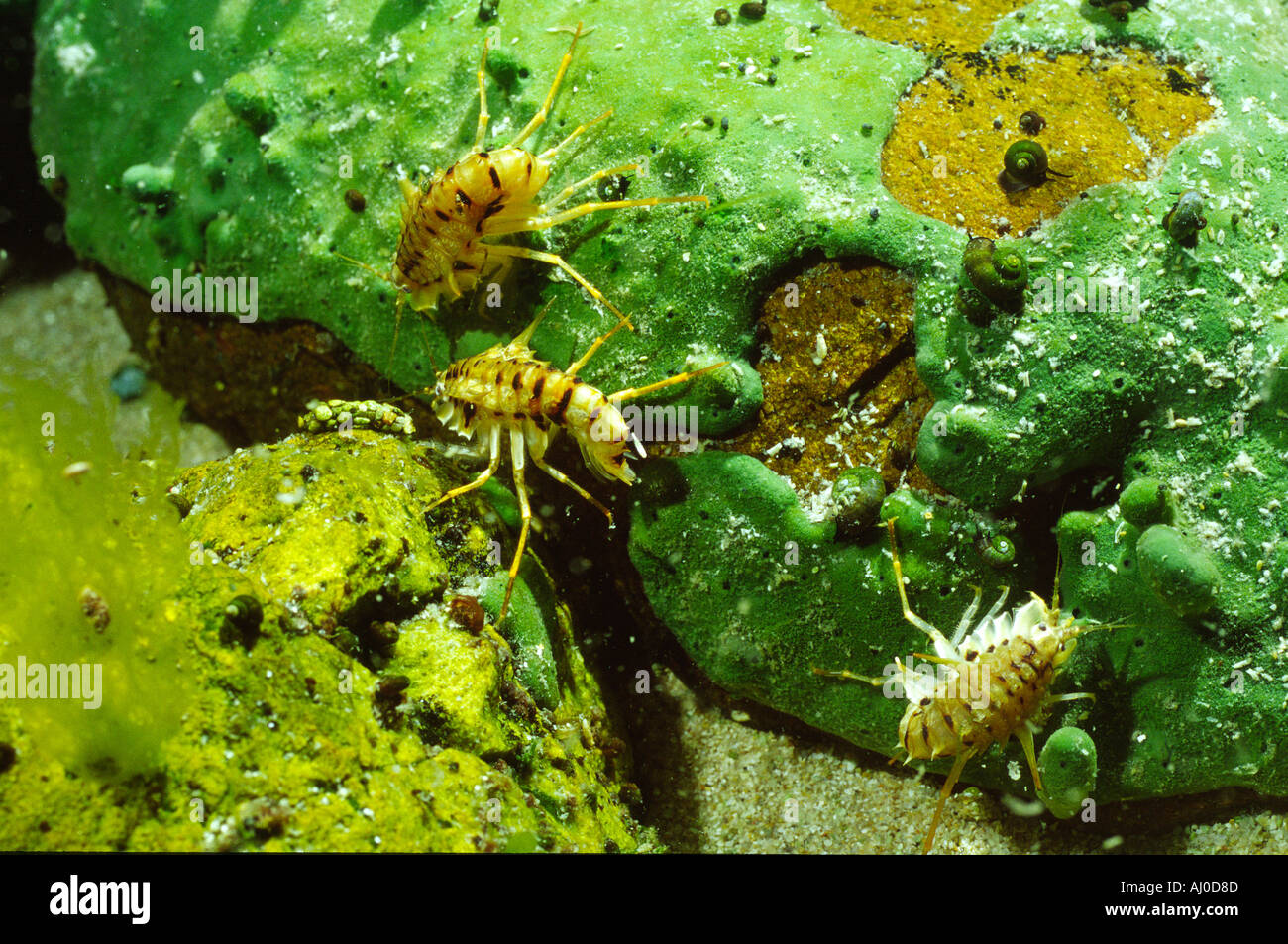 Scuds in the wild Stock Photo - Alamy