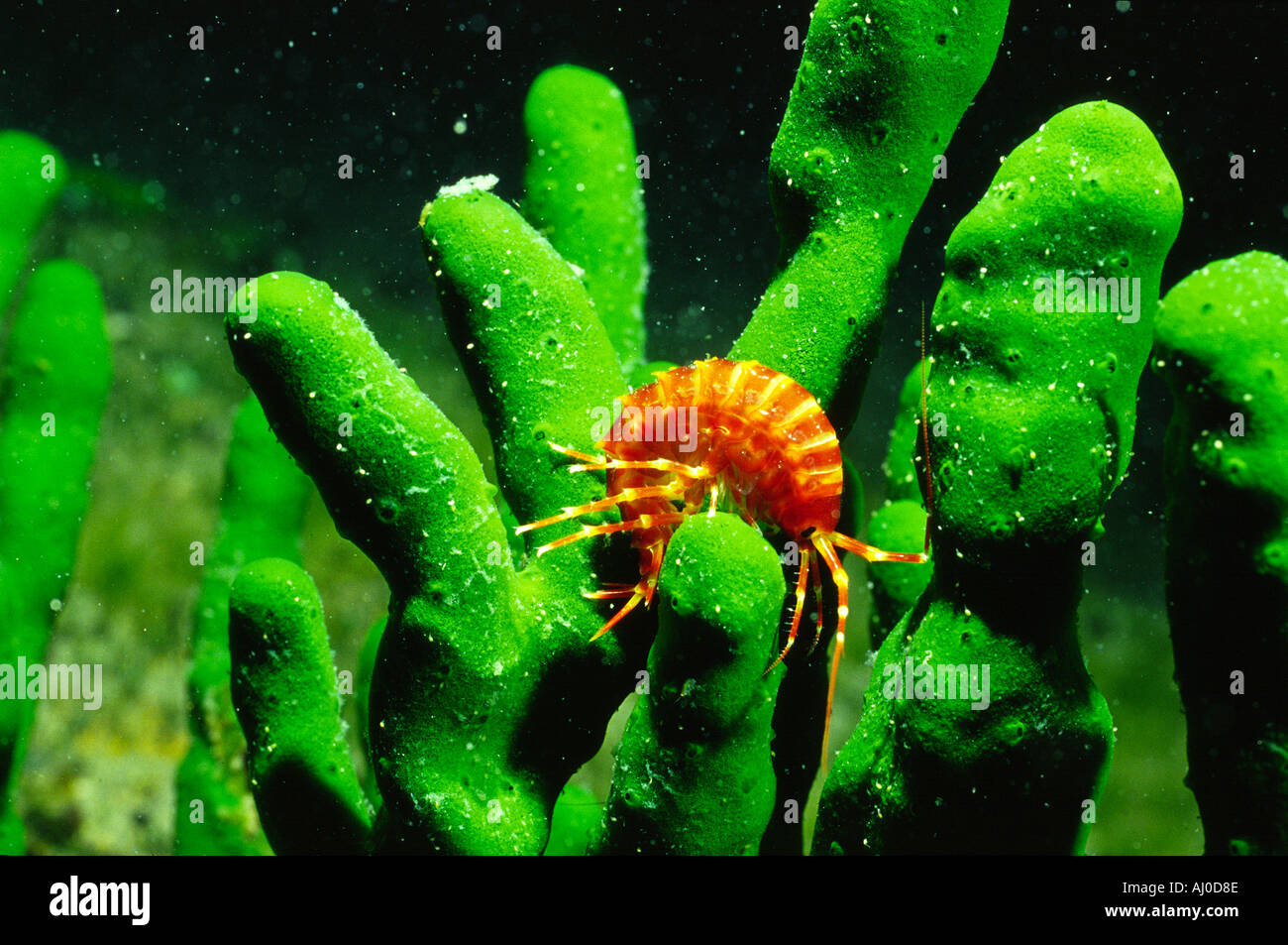 Gammarus pulex hi-res stock photography and images - Alamy
