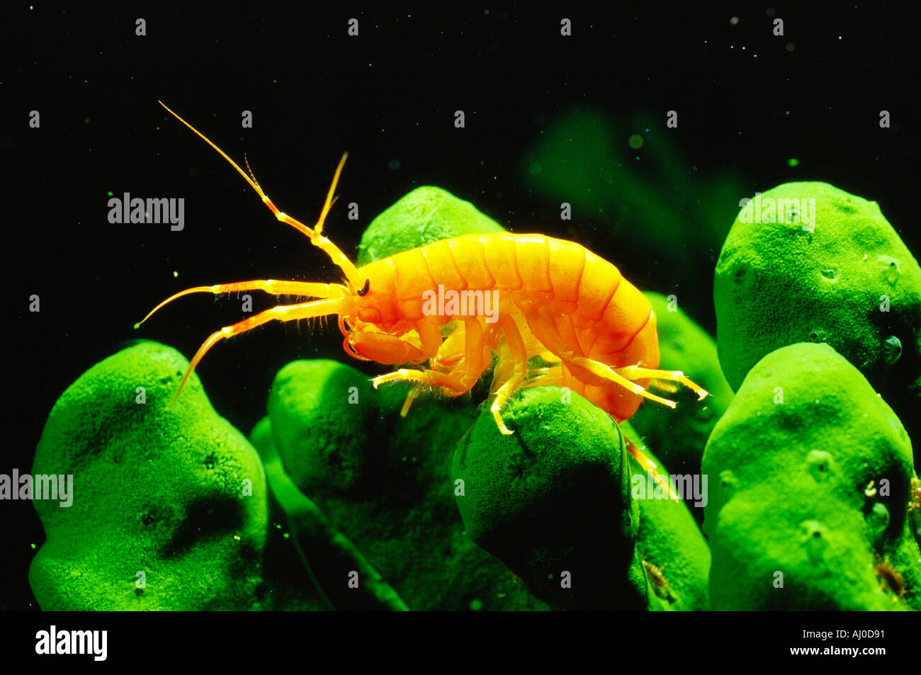 Gammarus pulex hi-res stock photography and images - Alamy