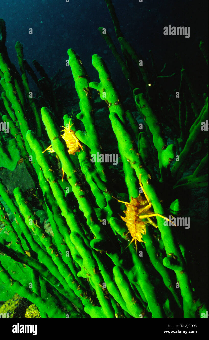 Scuds hi-res stock photography and images - Alamy