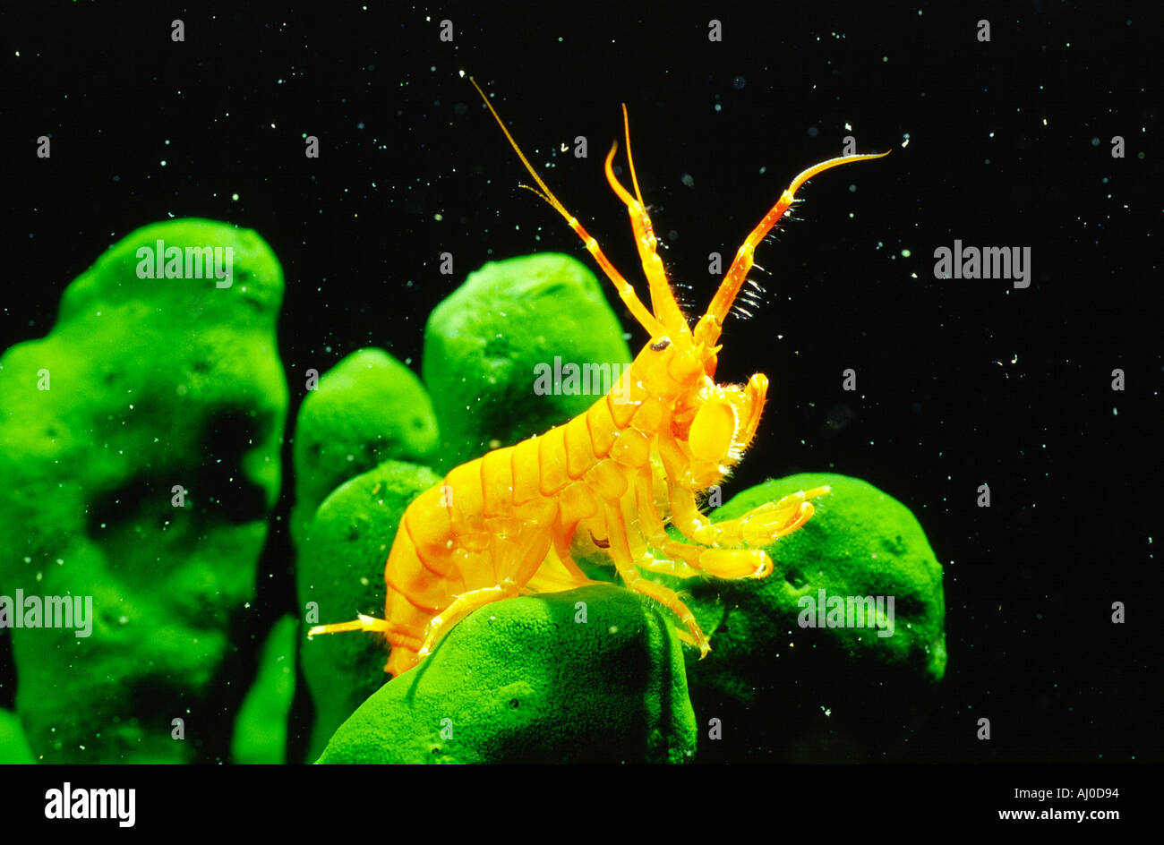 Gammarus pulex hi-res stock photography and images - Alamy