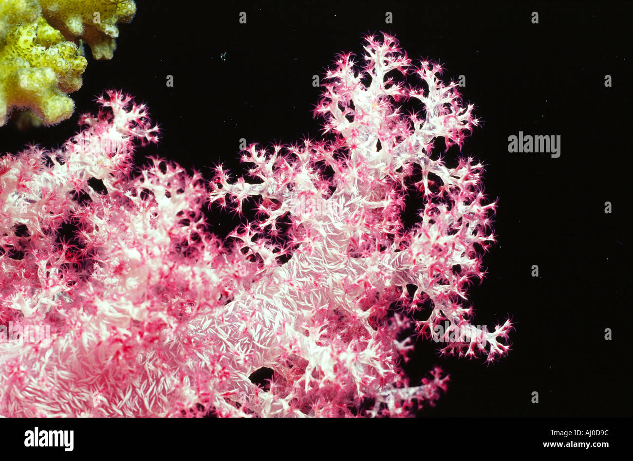dendronephthya in the wild Stock Photo - Alamy
