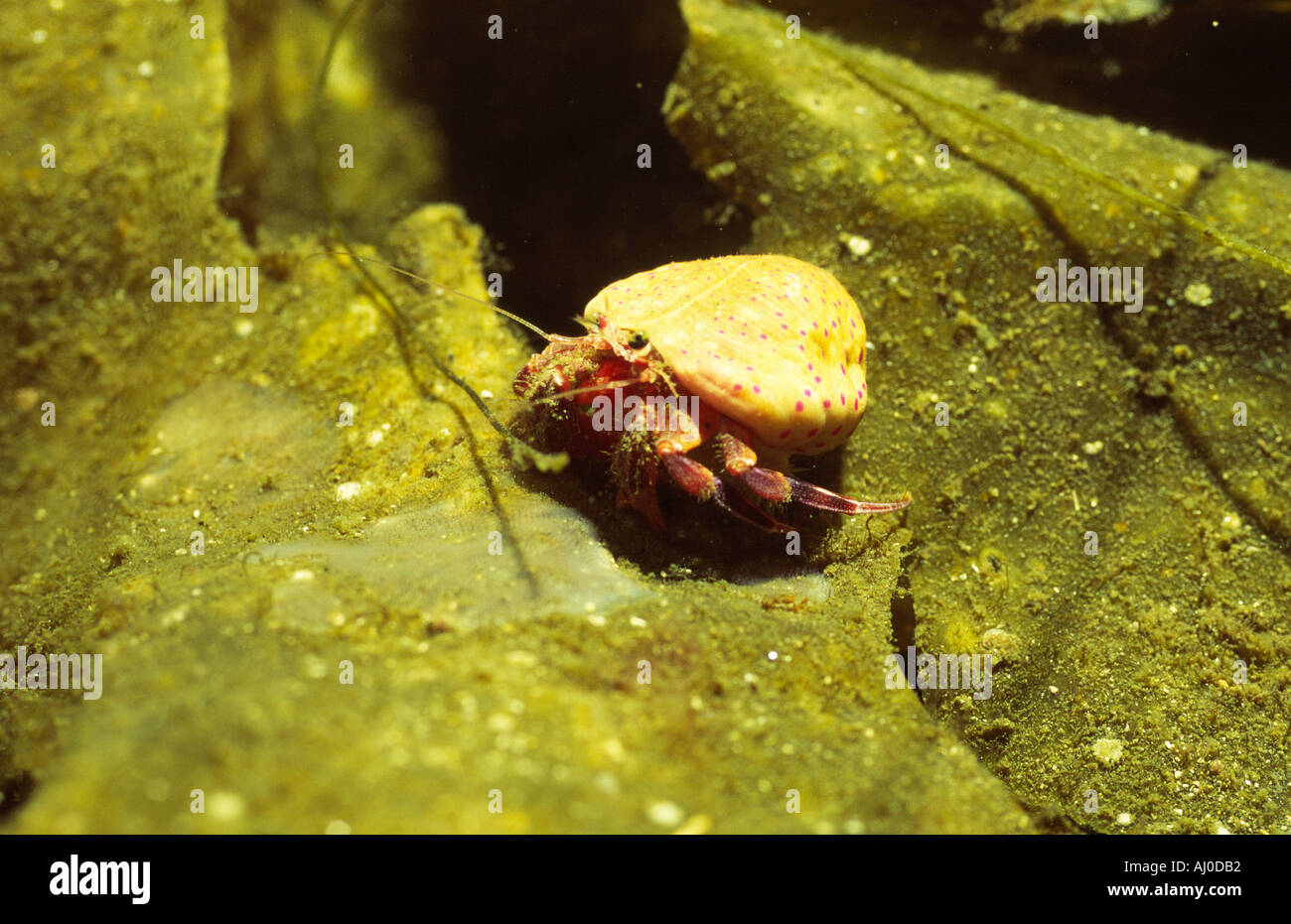 Prideaux pagurus in the wild Stock Photo - Alamy