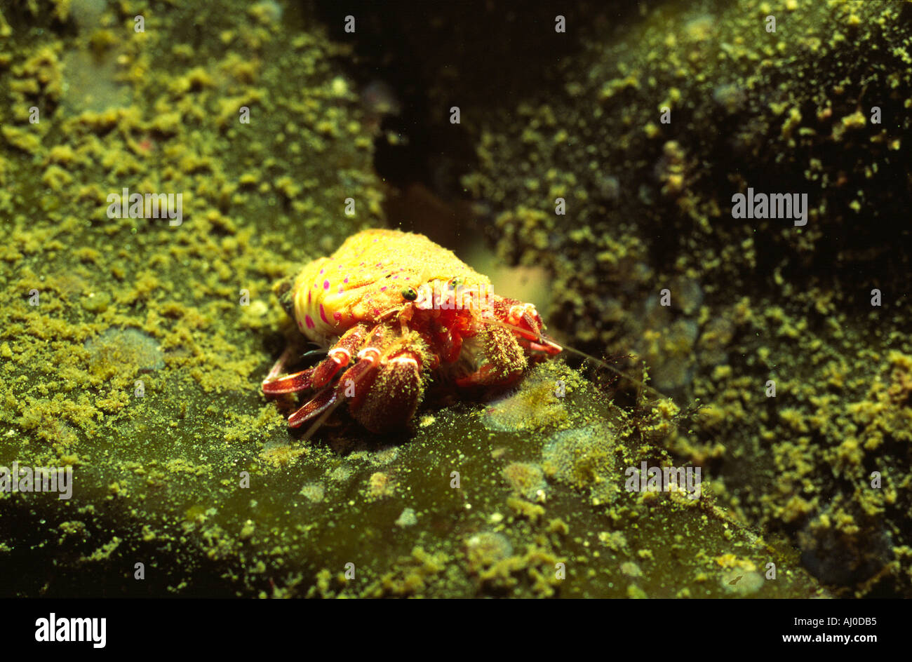 Prideaux pagurus in the wild Stock Photo - Alamy