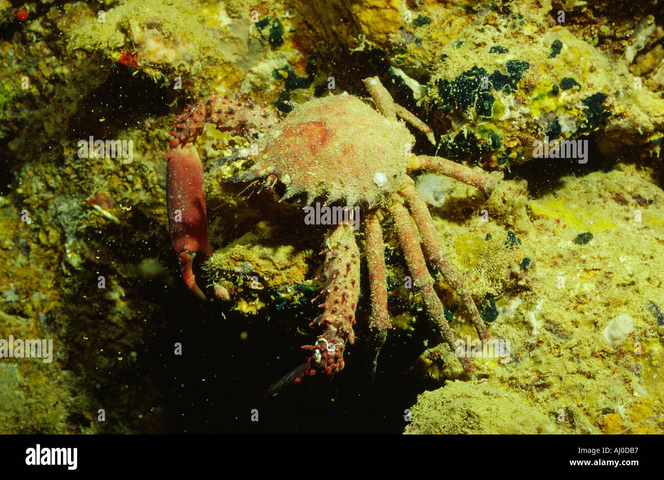Hermit crab pagurus prideaux hi-res stock photography and images - Alamy