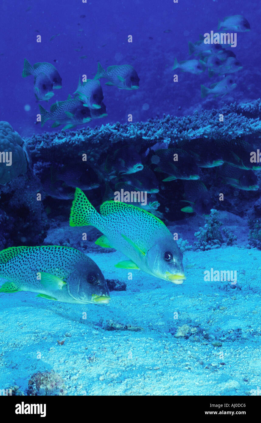 plectorhinchus gaterinus soudan shaab rumi blackspotted rubberlip Stock ...