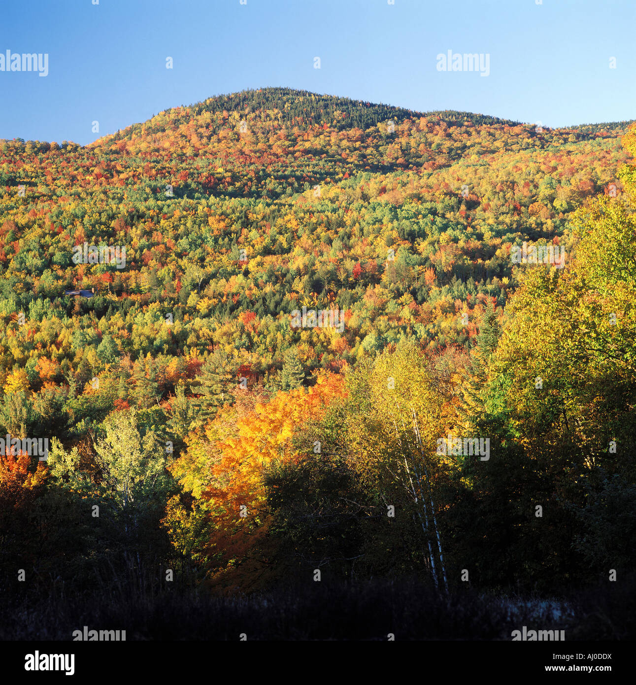 United States, New England, forest Stock Photo - Alamy