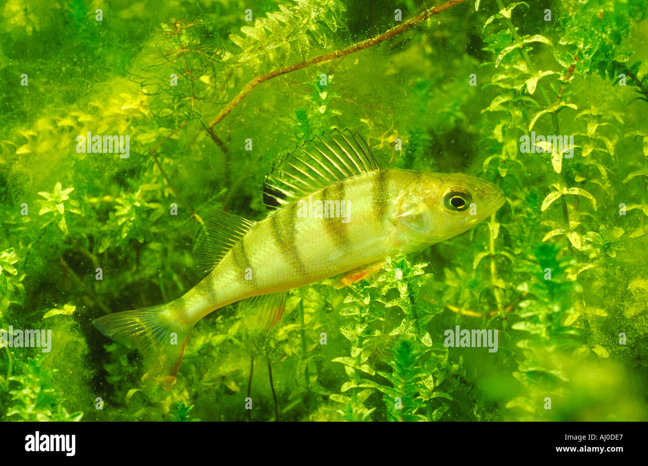 Perch in the wild Stock Photo - Alamy