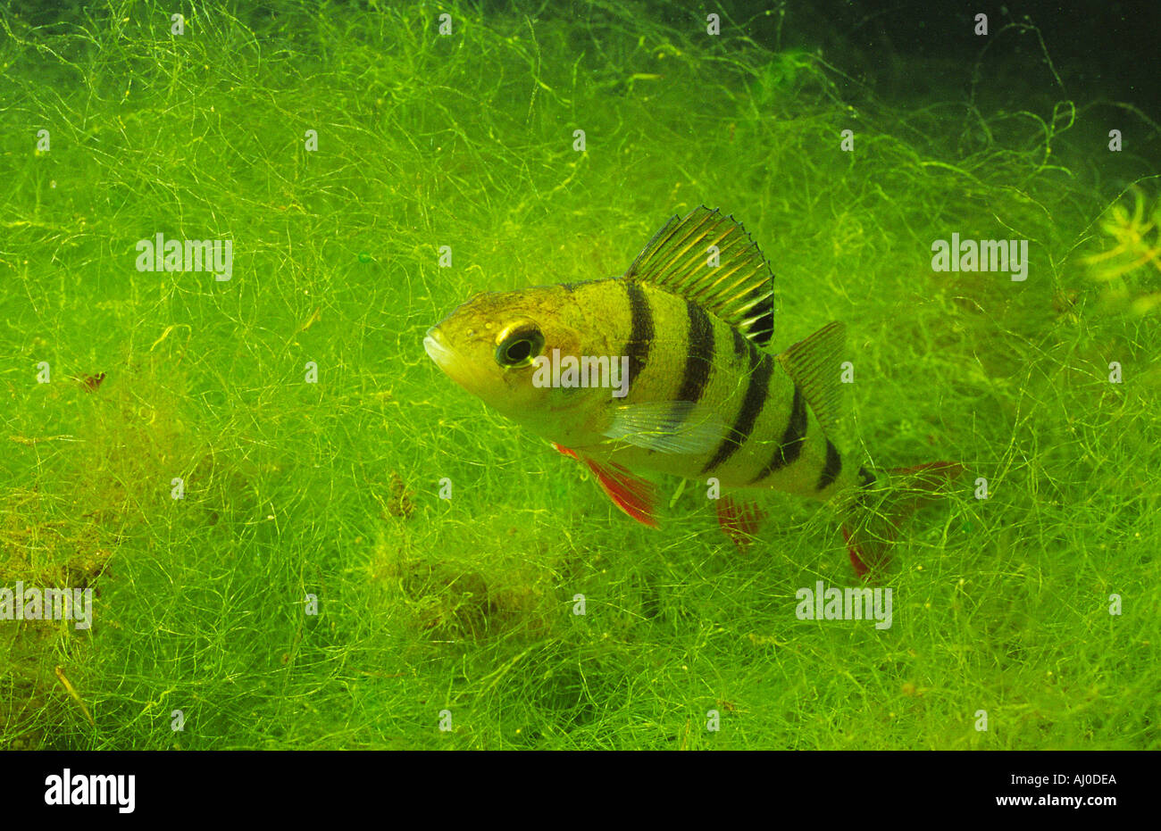 Perch in the wild Stock Photo - Alamy