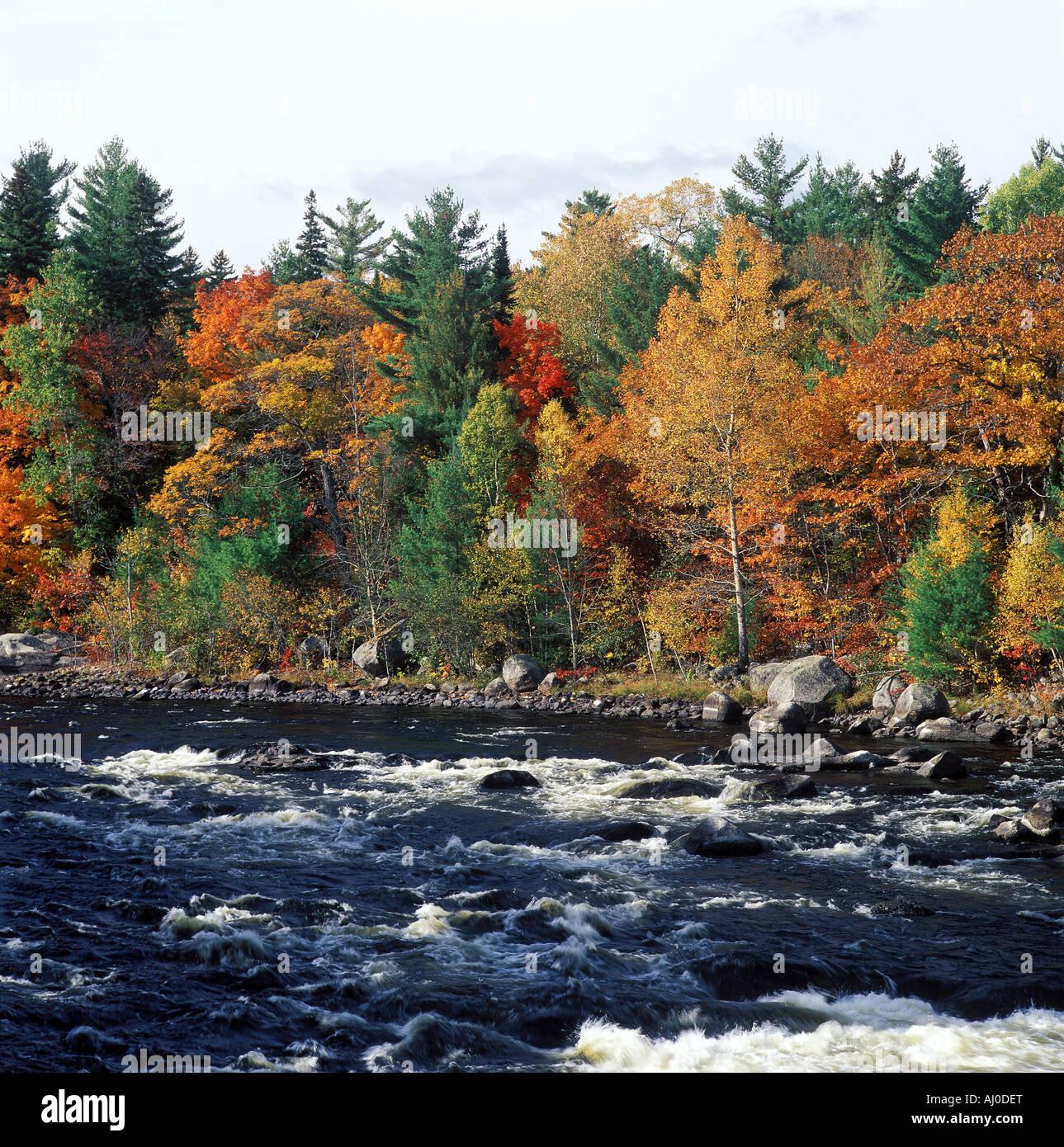 United States, New England, forest Stock Photo - Alamy