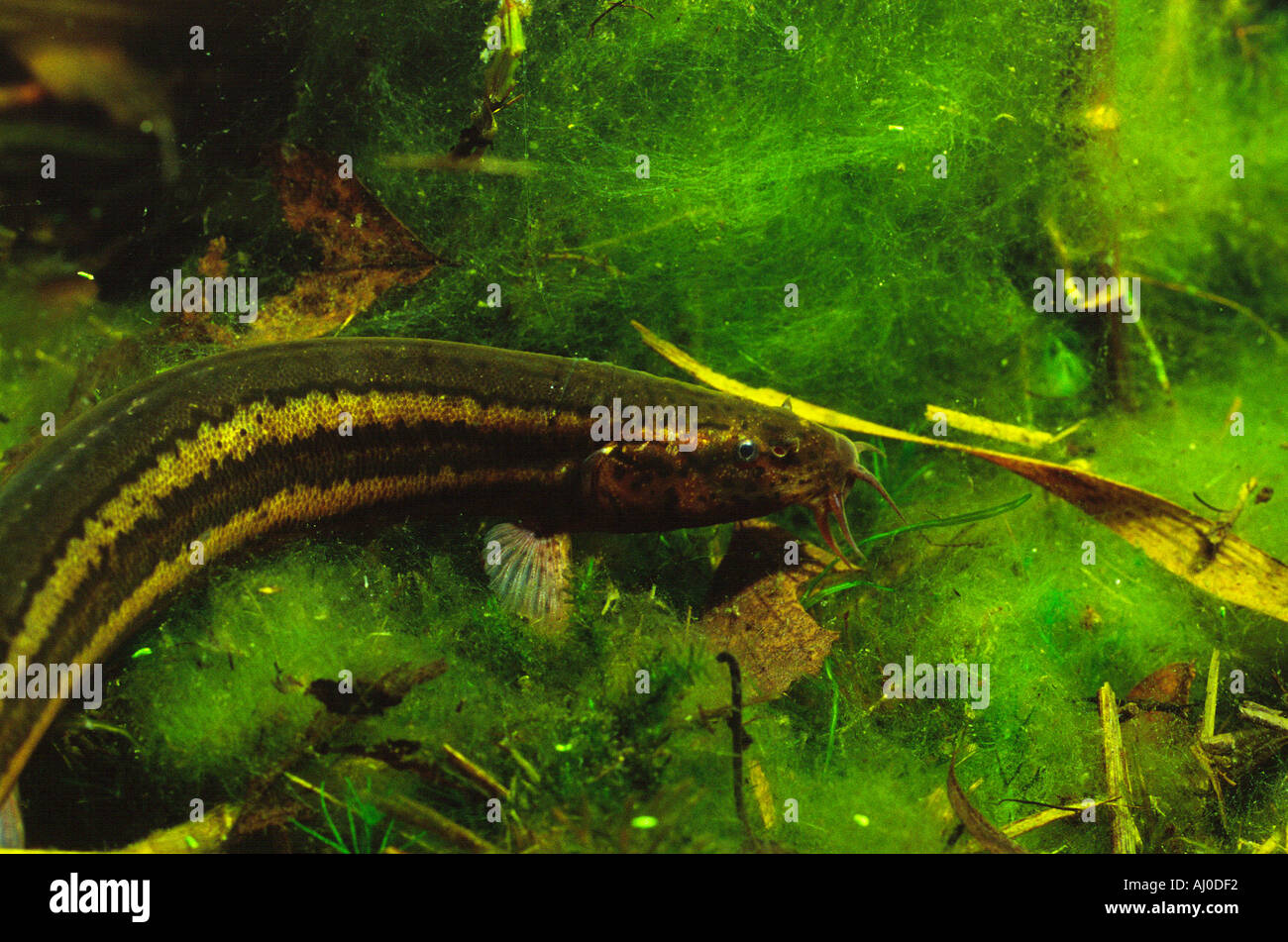 Eel in the wild Stock Photo - Alamy