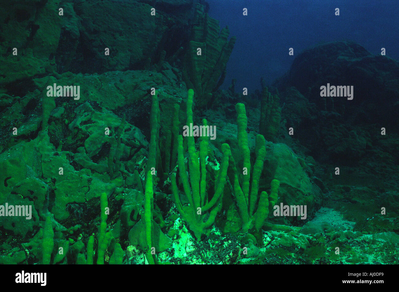 Sponge in the wild Stock Photo - Alamy